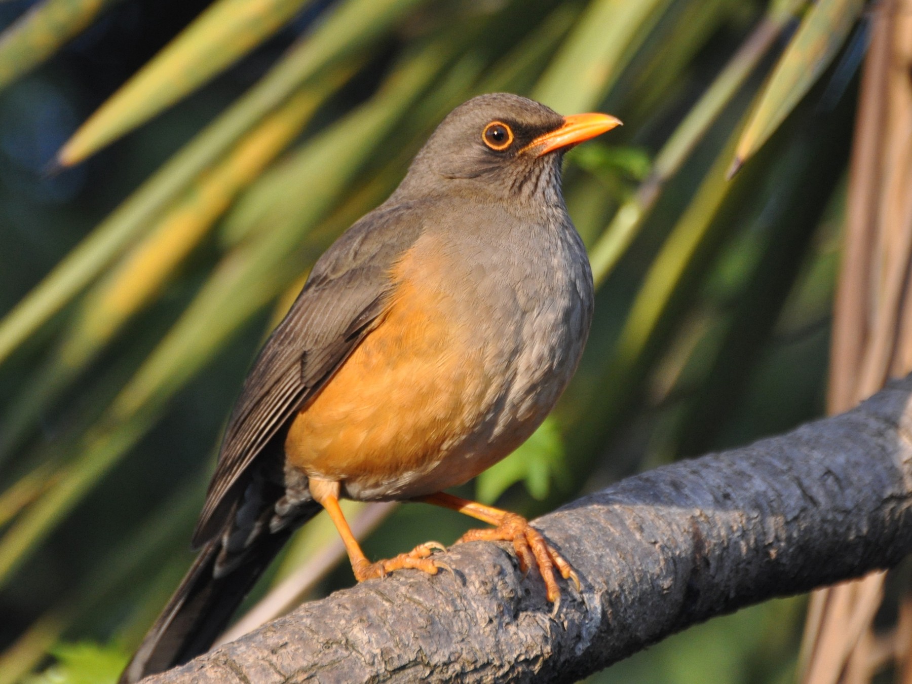 Abyssinian Thrush - eBird