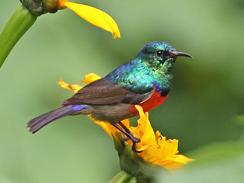 Northern Double-collared Sunbird - eBird