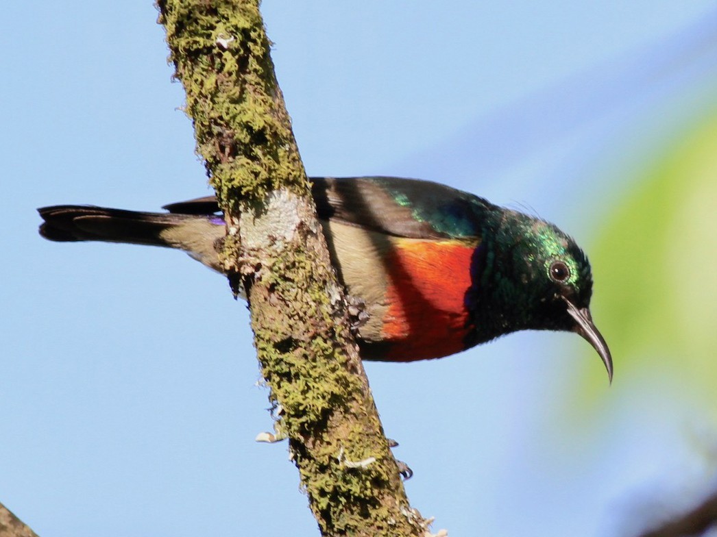 Northern Double-collared Sunbird - eBird