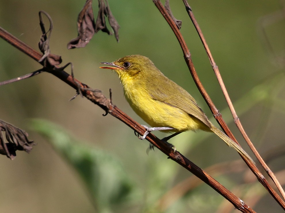 Mountain Yellow-Warbler - eBird