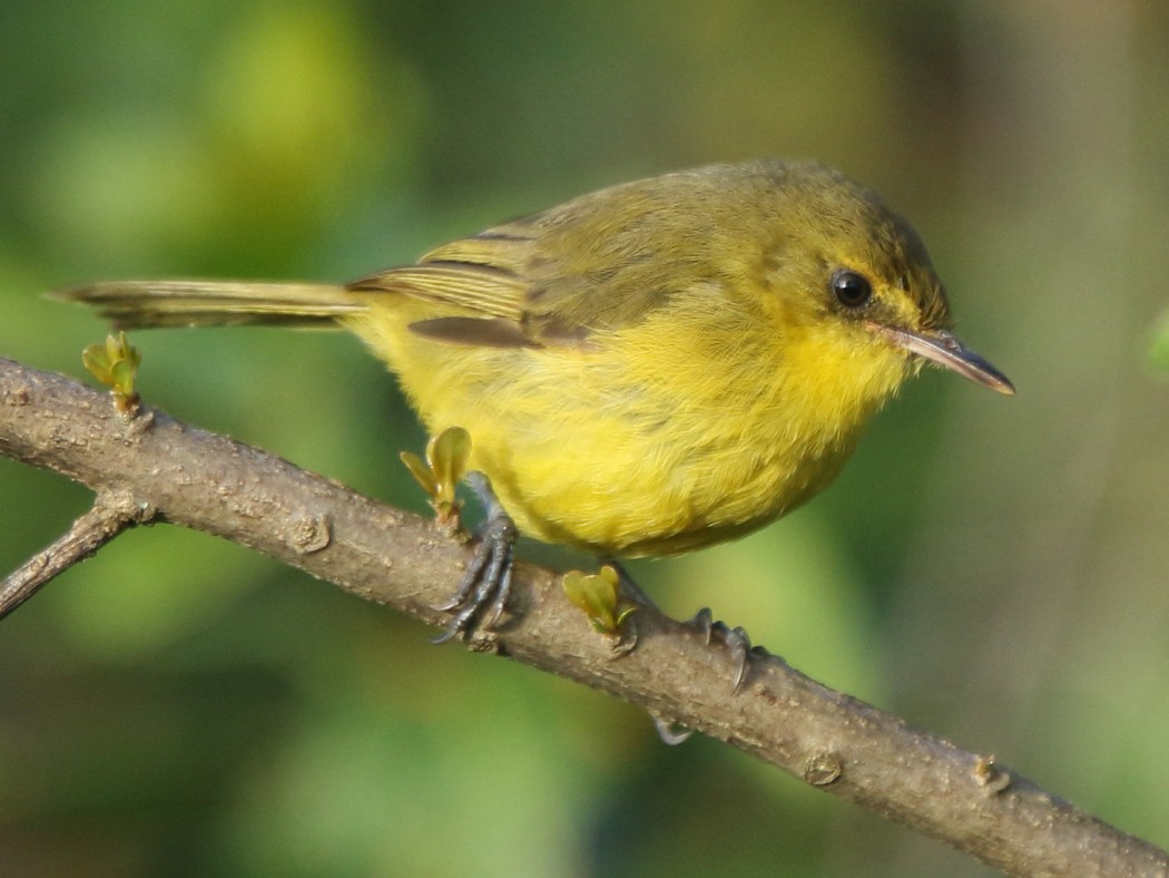 Mountain Yellow-Warbler - eBird