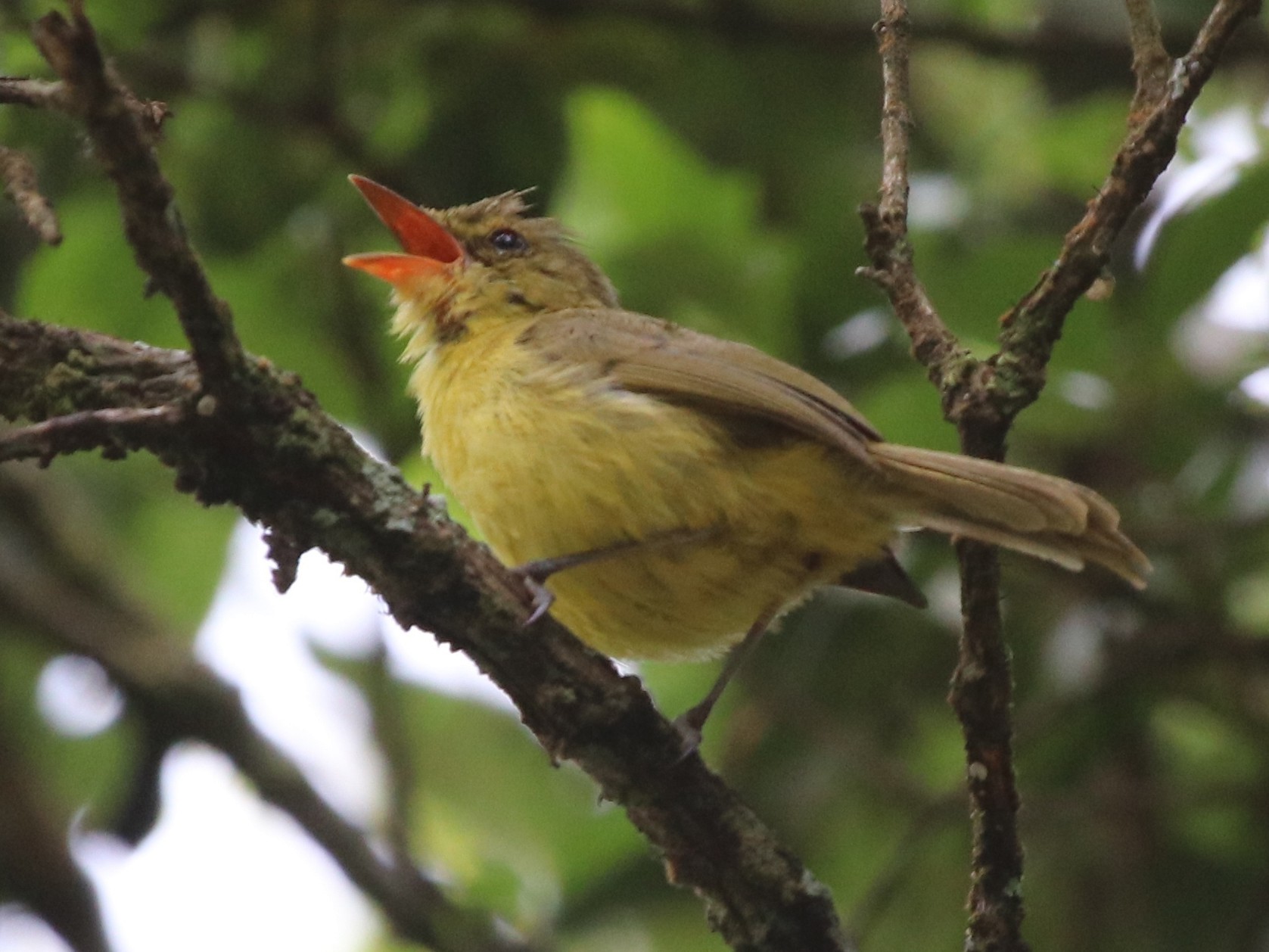 Mountain Yellow-Warbler - eBird
