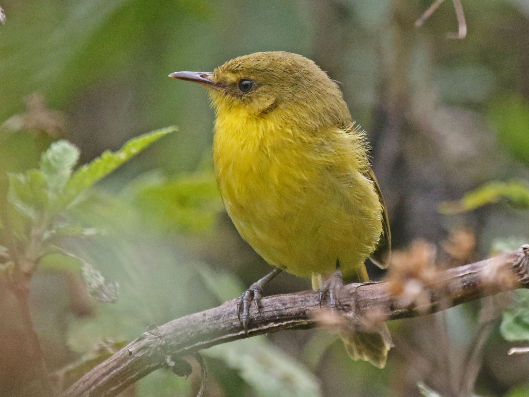Mountain Yellow-Warbler - eBird