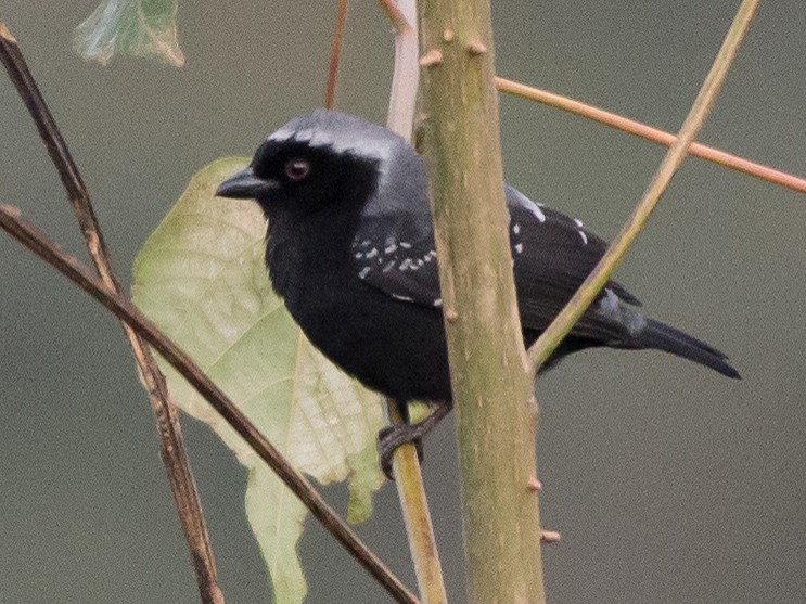 Gray-headed Nigrita - eBird