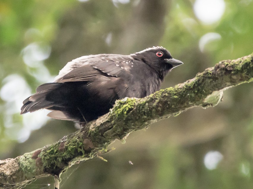 Gray-headed Nigrita - eBird