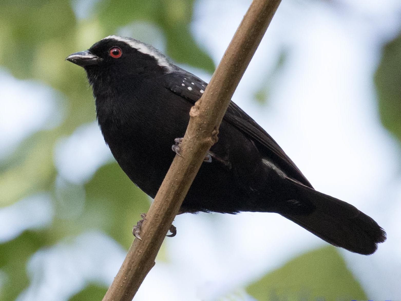 Grey-headed Nigrita - eBird