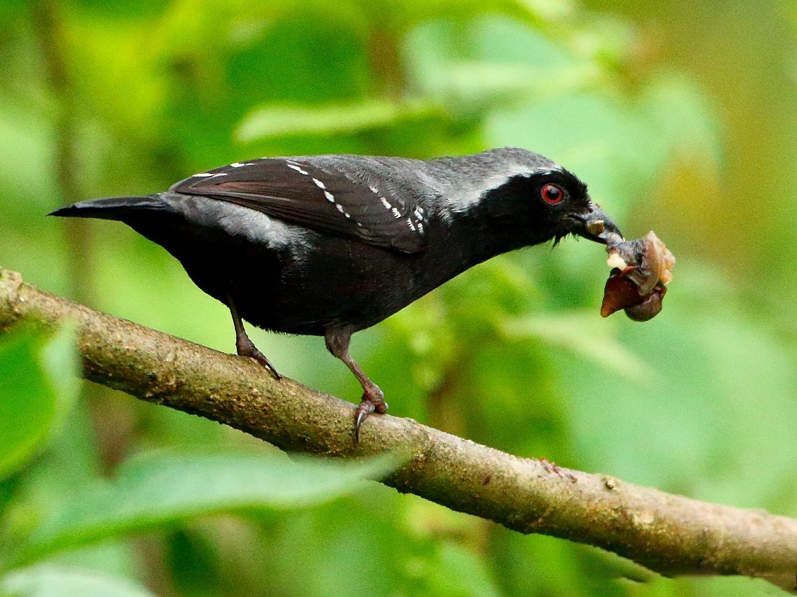 Gray-headed Nigrita - eBird