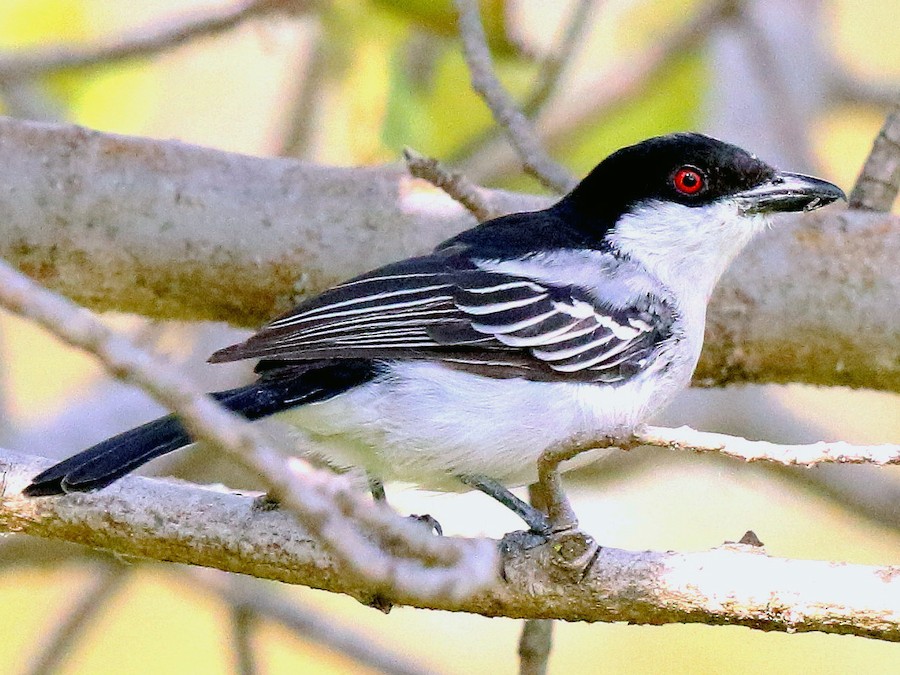 Northern Puffback - eBird