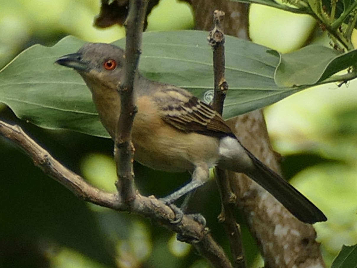 Northern Puffback - eBird