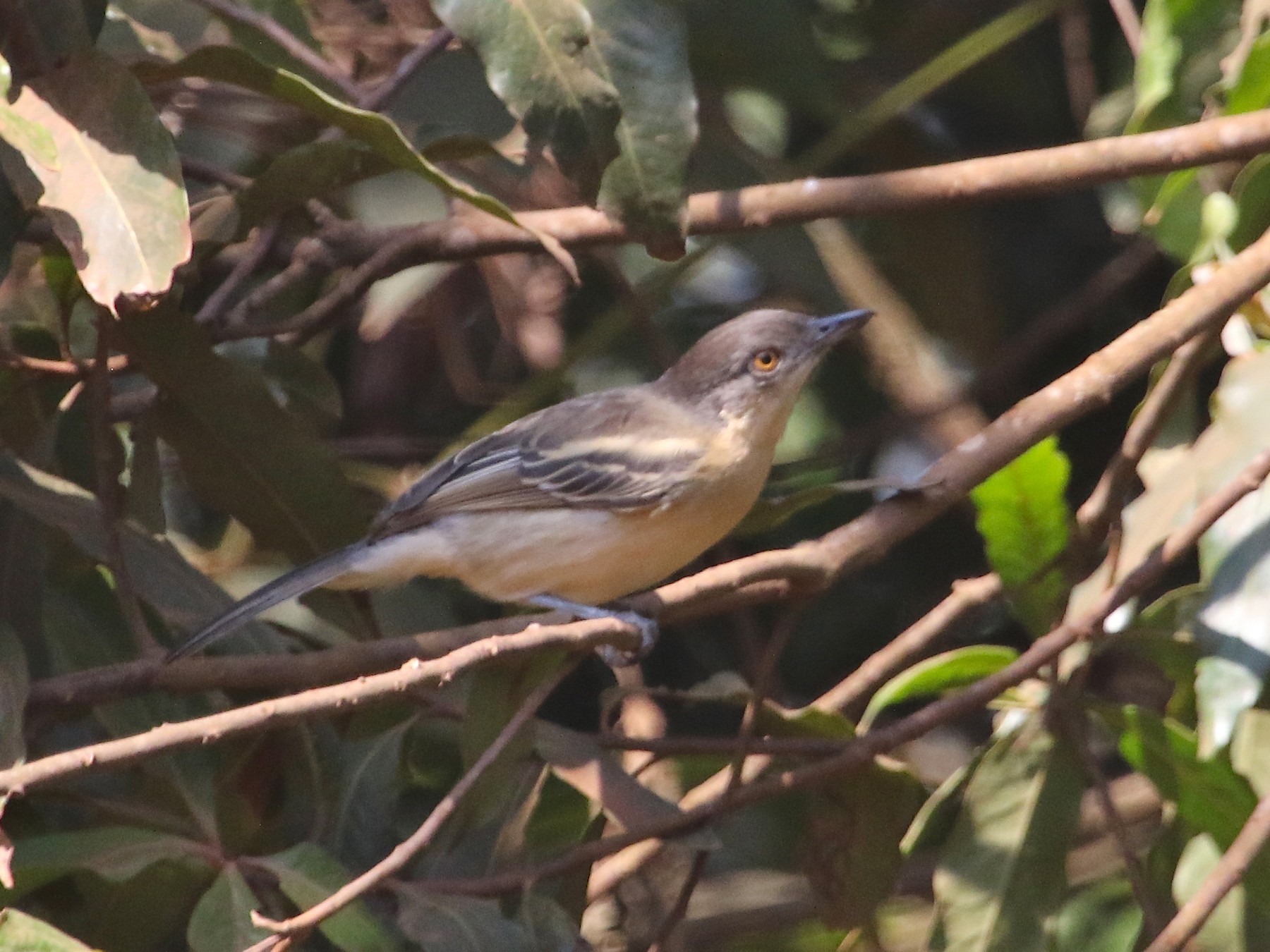 Northern Puffback - eBird