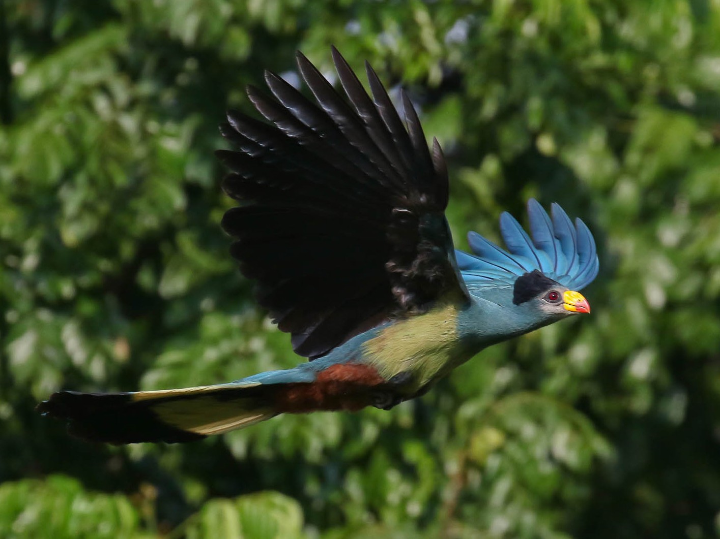 Great Blue Turaco - eBird