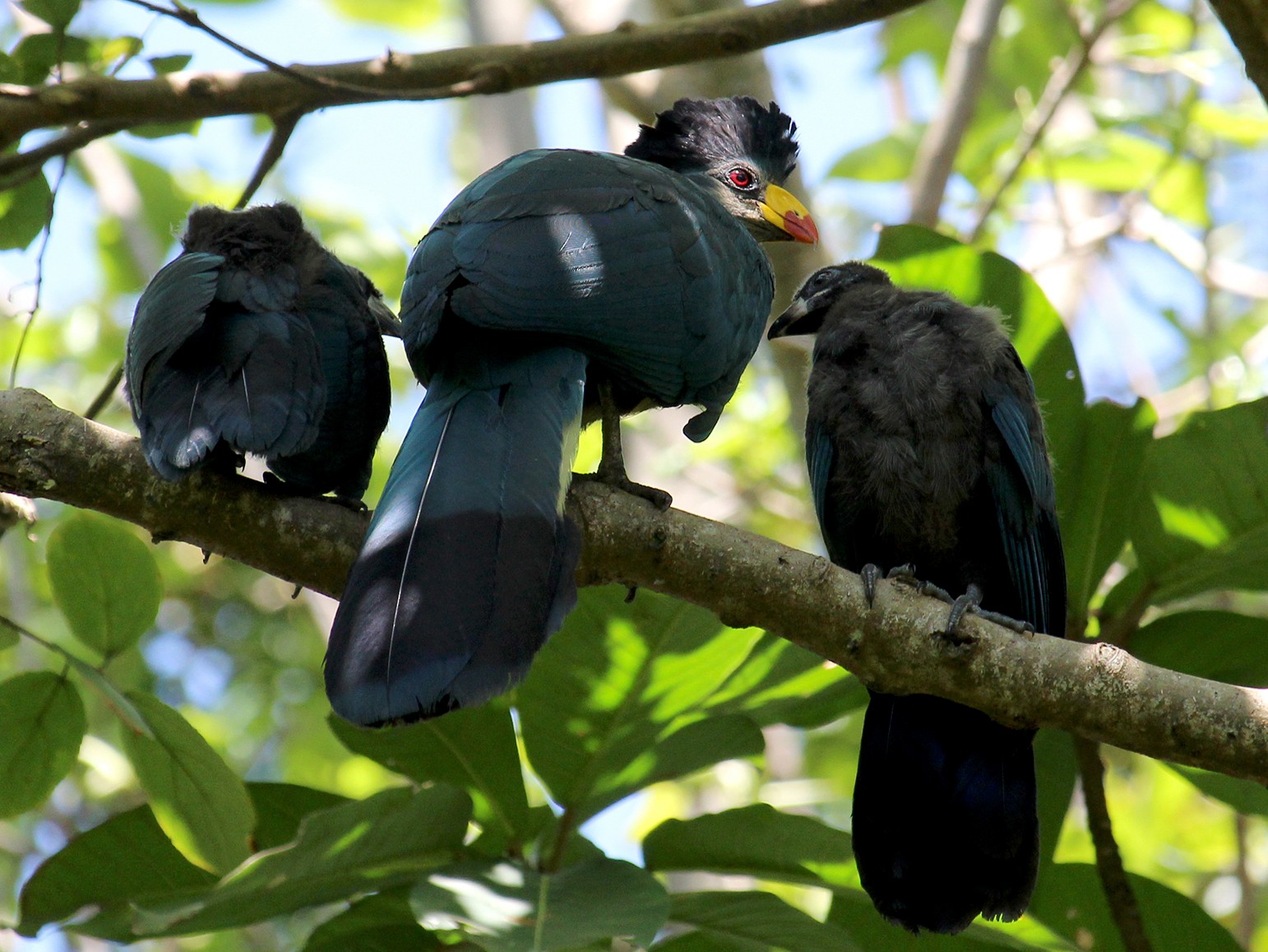 Great Blue Turaco - eBird