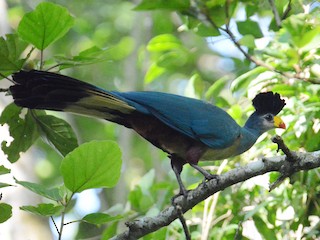 Touraco géant - eBird