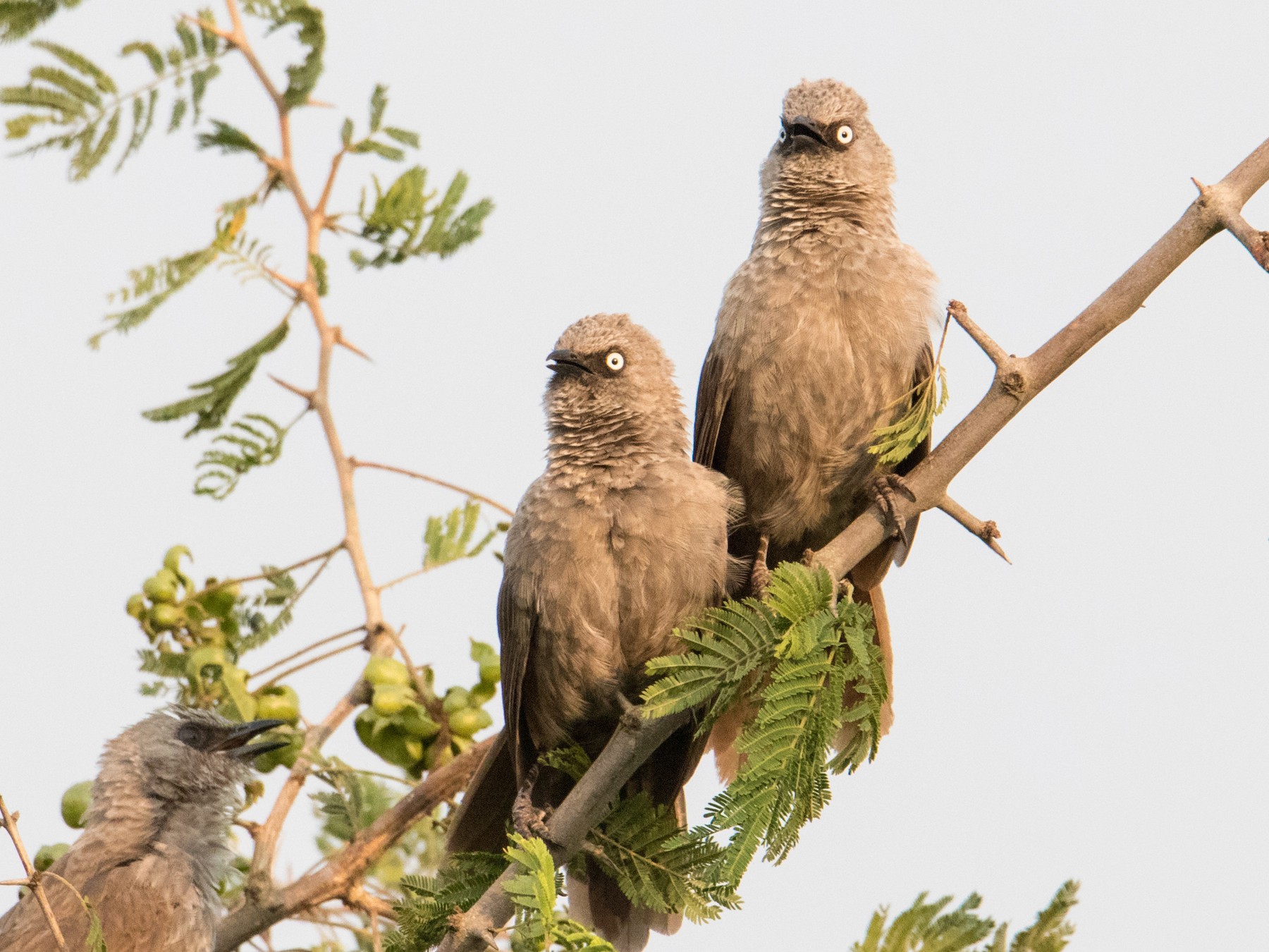 Black-lored Babbler - eBird