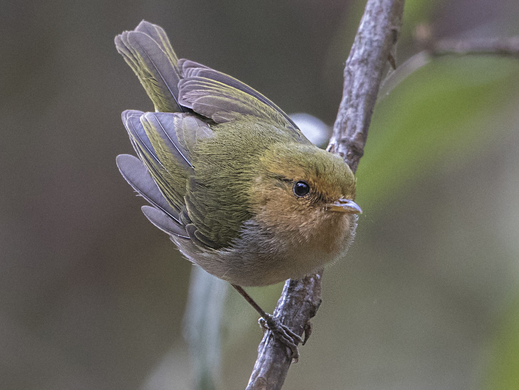 Red-faced Woodland-Warbler - eBird