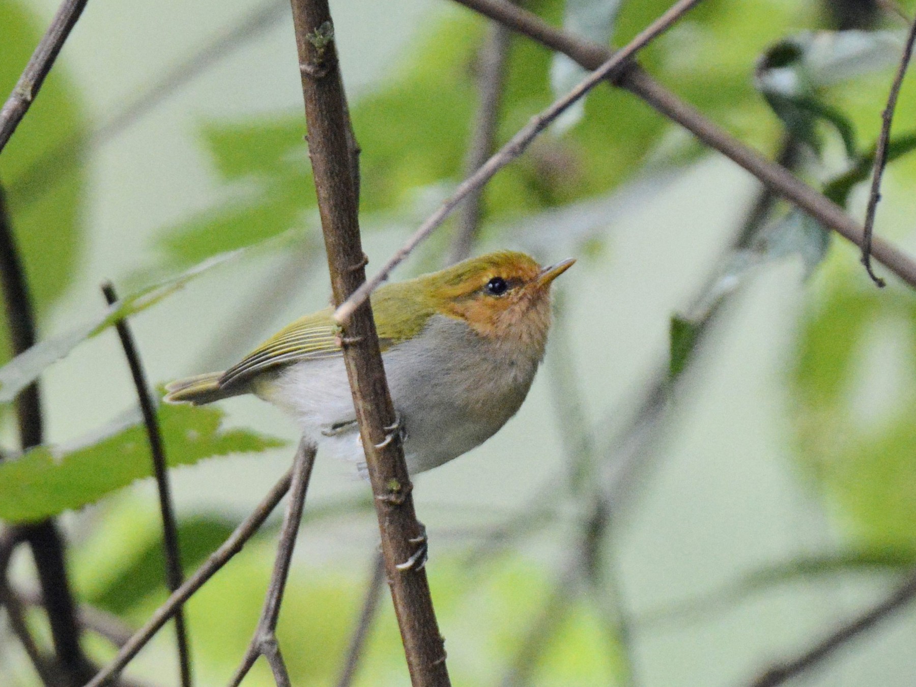 Red-faced Woodland-Warbler - eBird