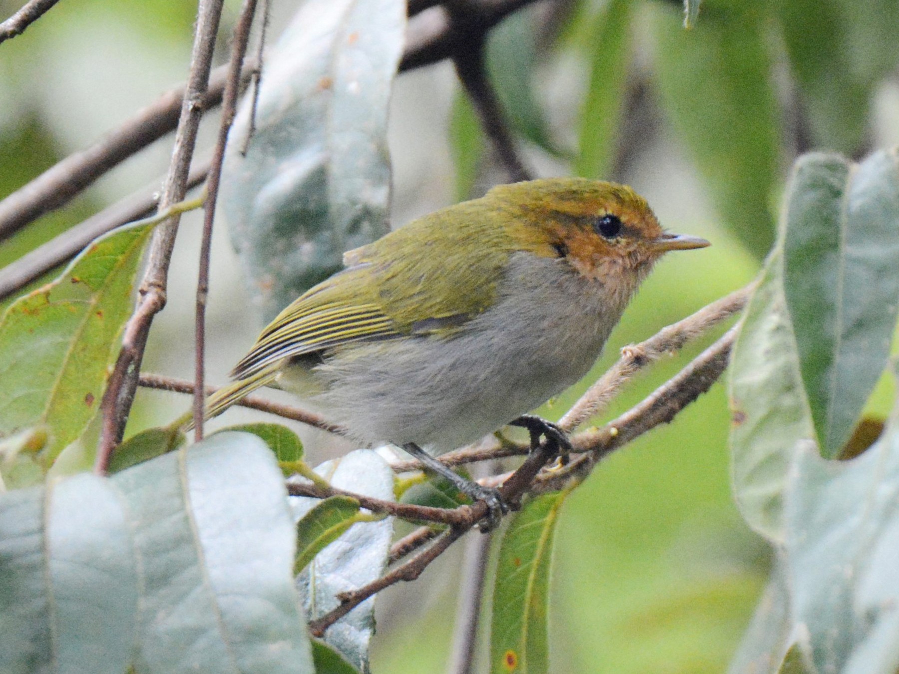 Red-faced Woodland-Warbler - eBird