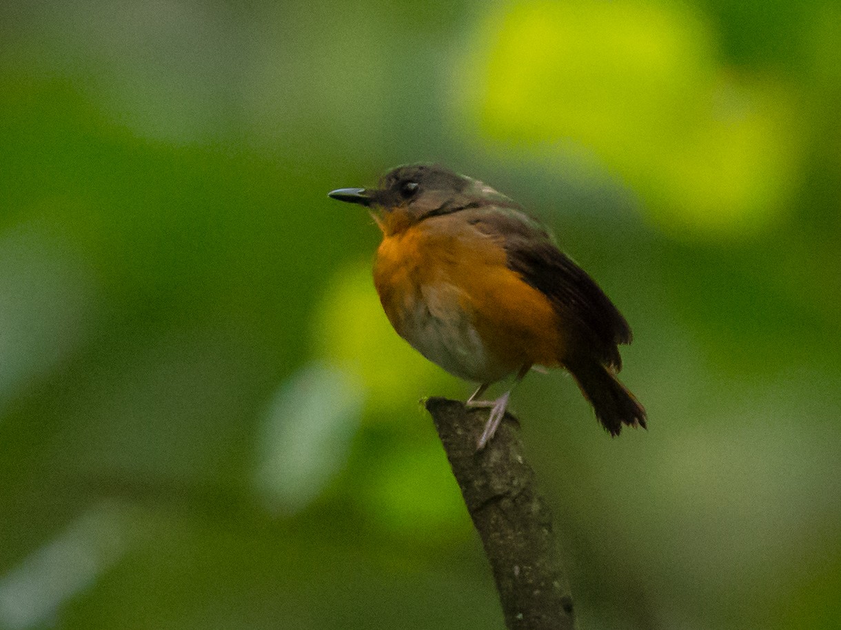 Equatorial Akalat - eBird