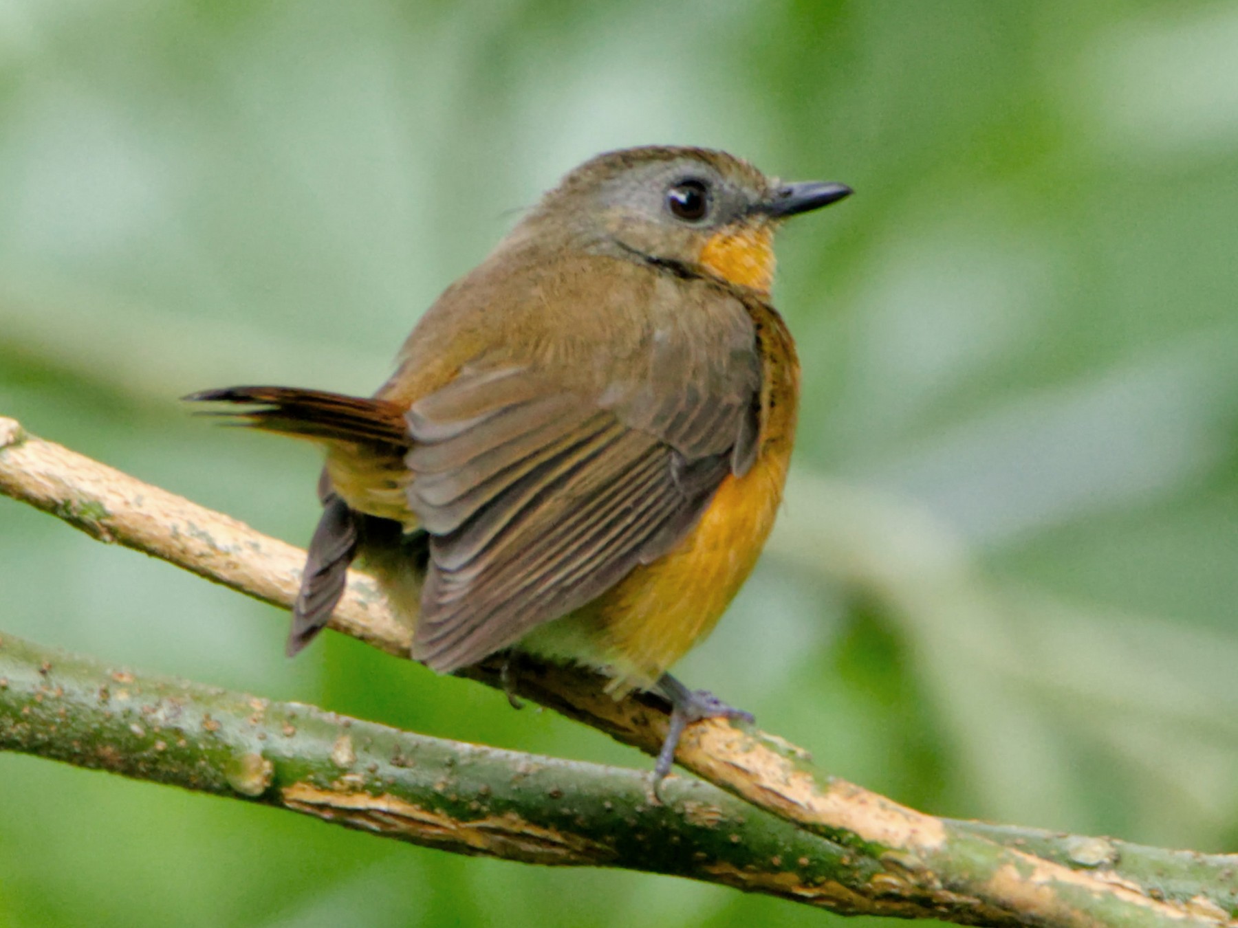 Equatorial Akalat - eBird
