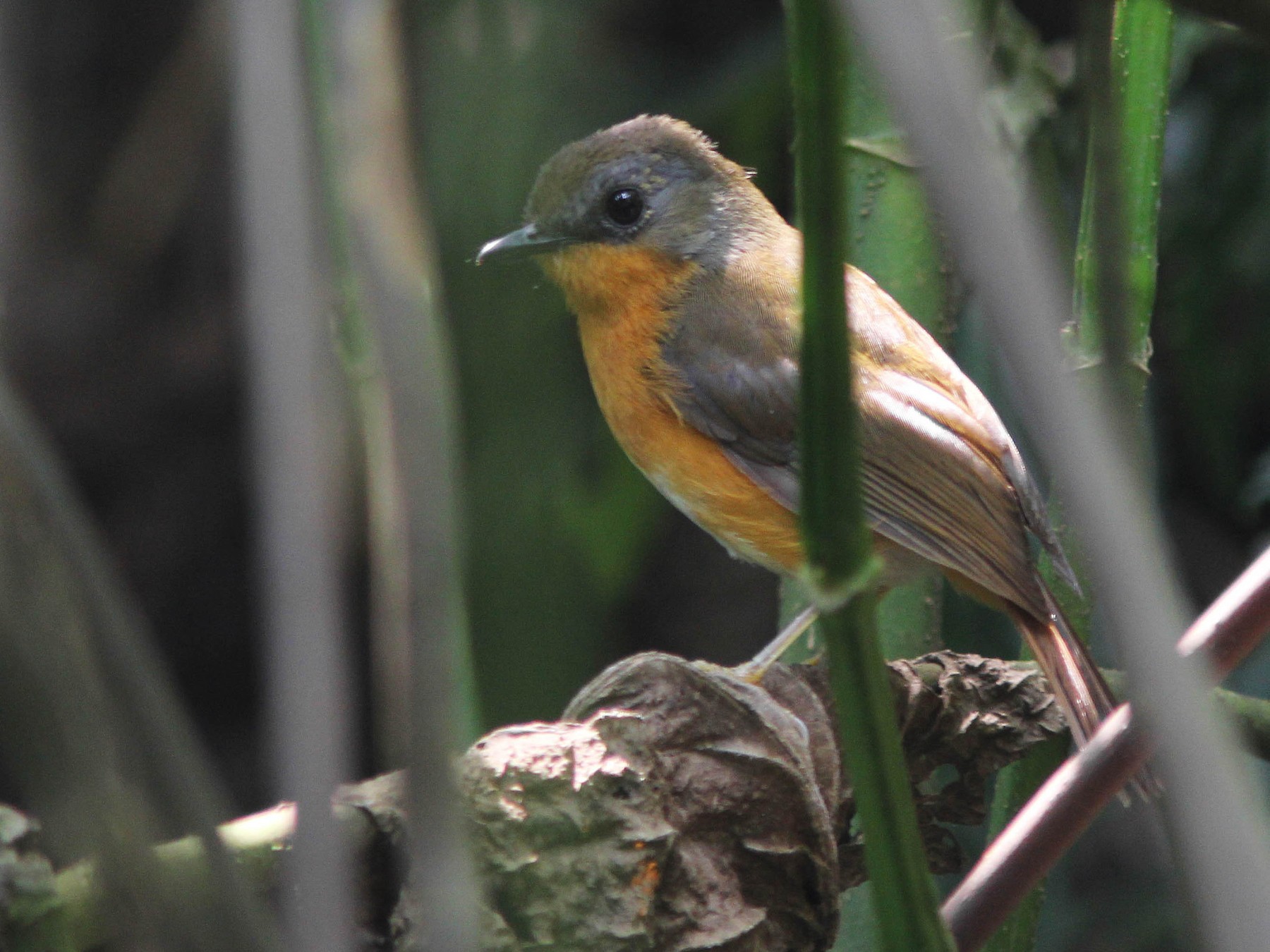 Equatorial Akalat - eBird