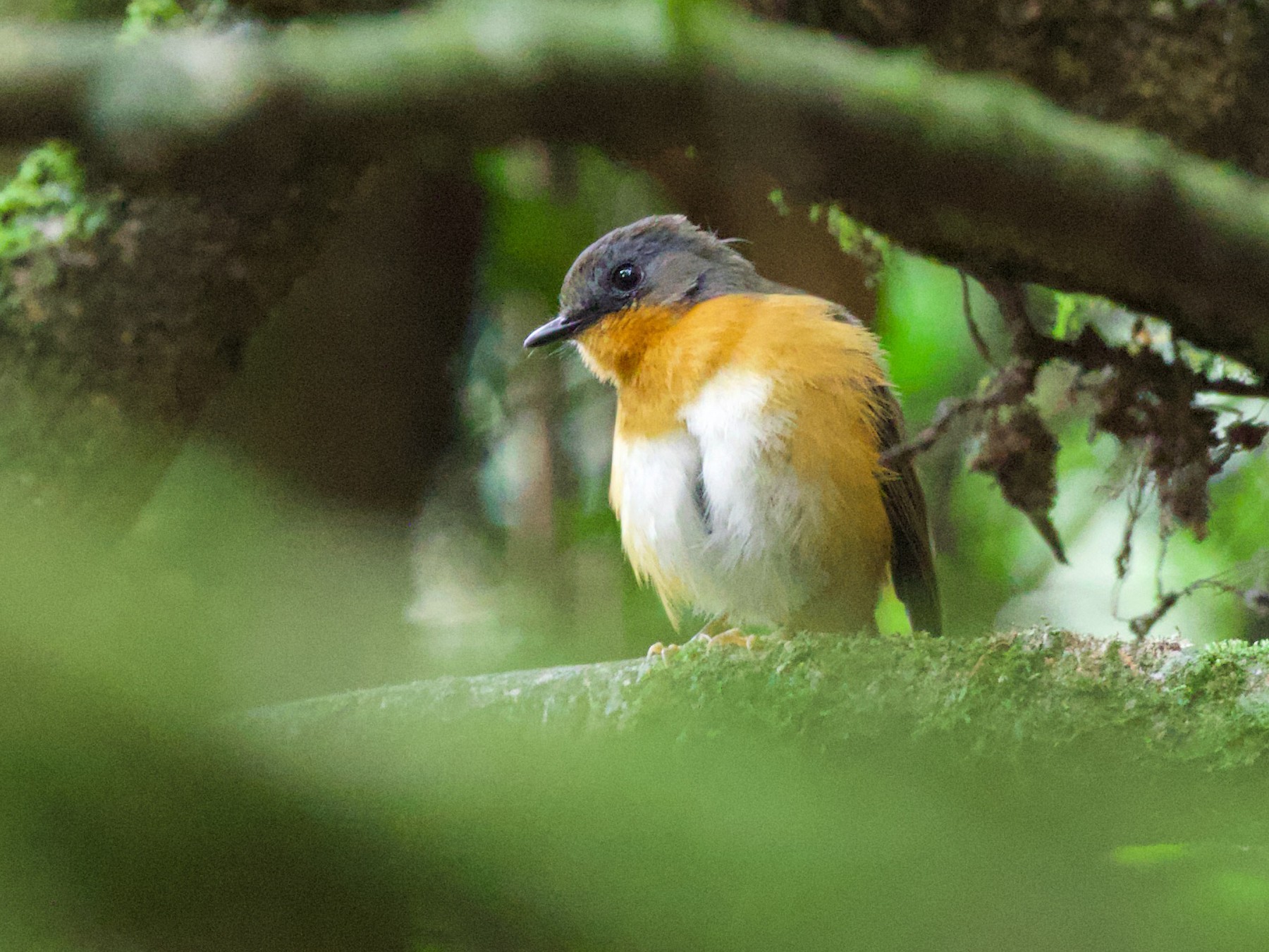 Equatorial Akalat - eBird
