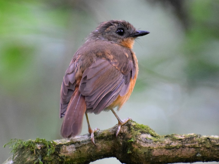 Equatorial Akalat - eBird