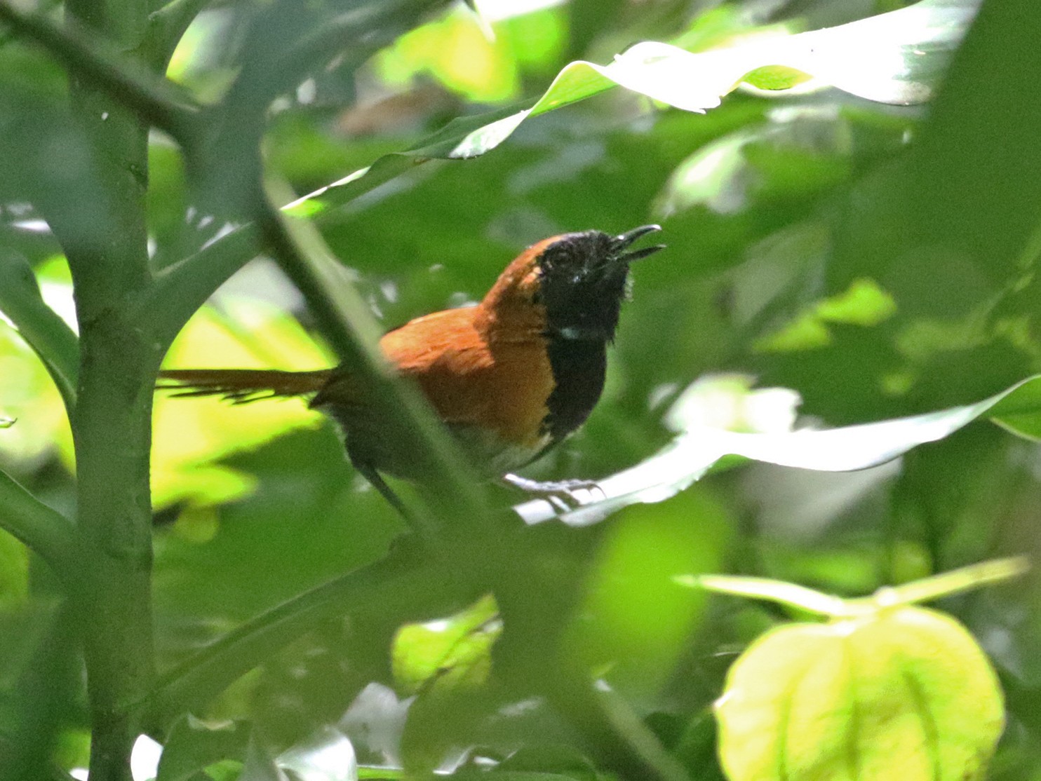 Black-faced Rufous-Warbler - eBird