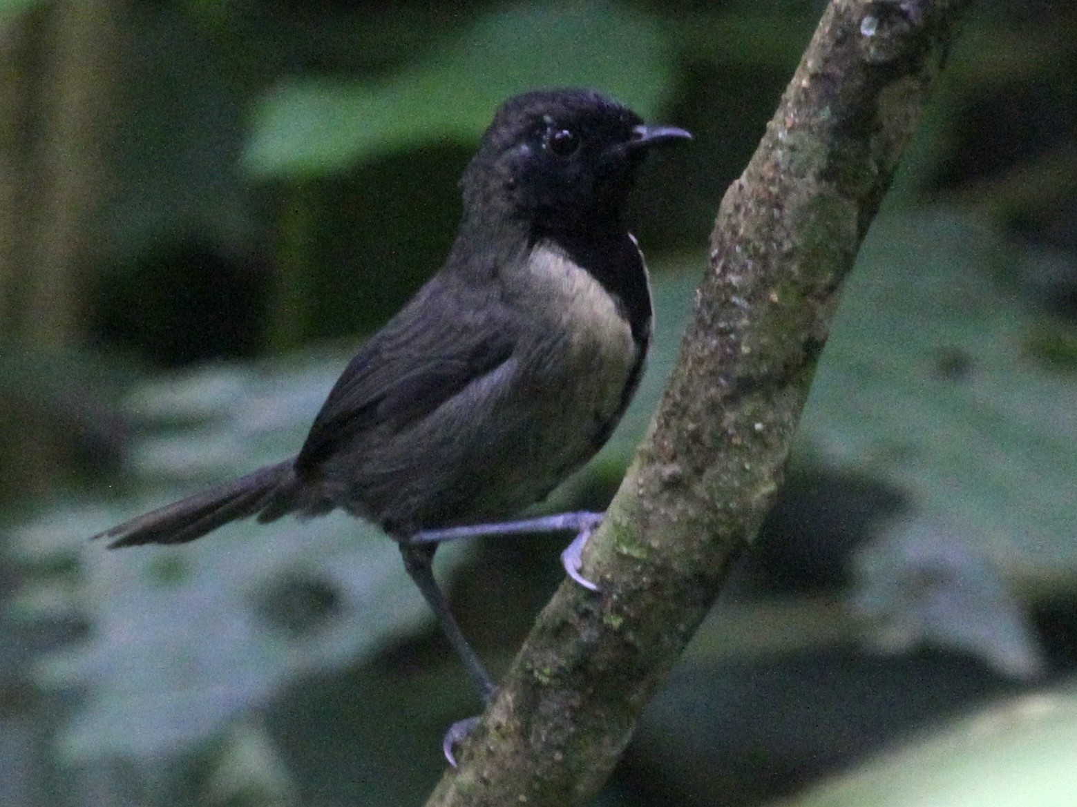 Black-faced Rufous-Warbler - eBird