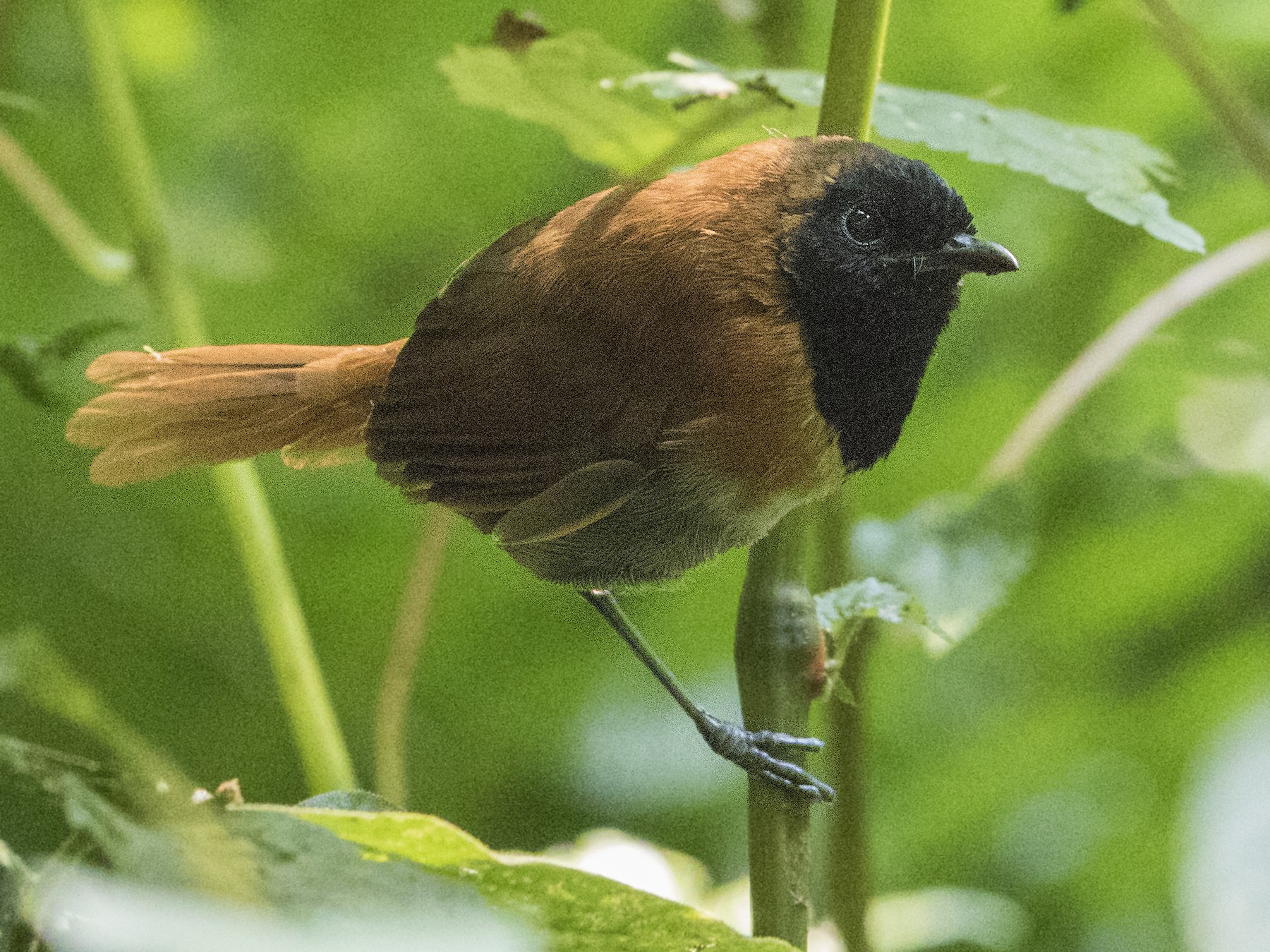 Black-faced Rufous-Warbler - eBird