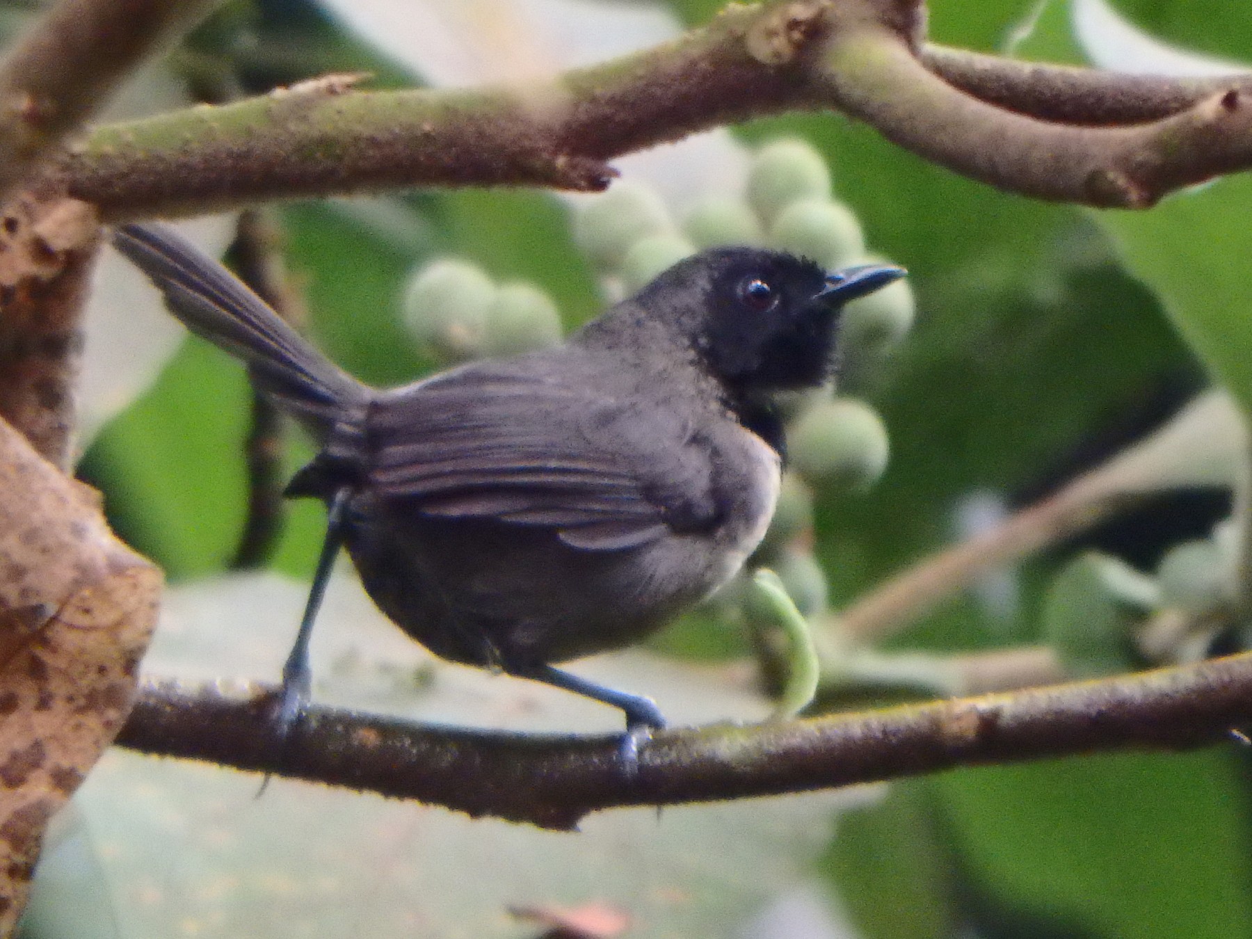 Black-faced Rufous-Warbler - eBird