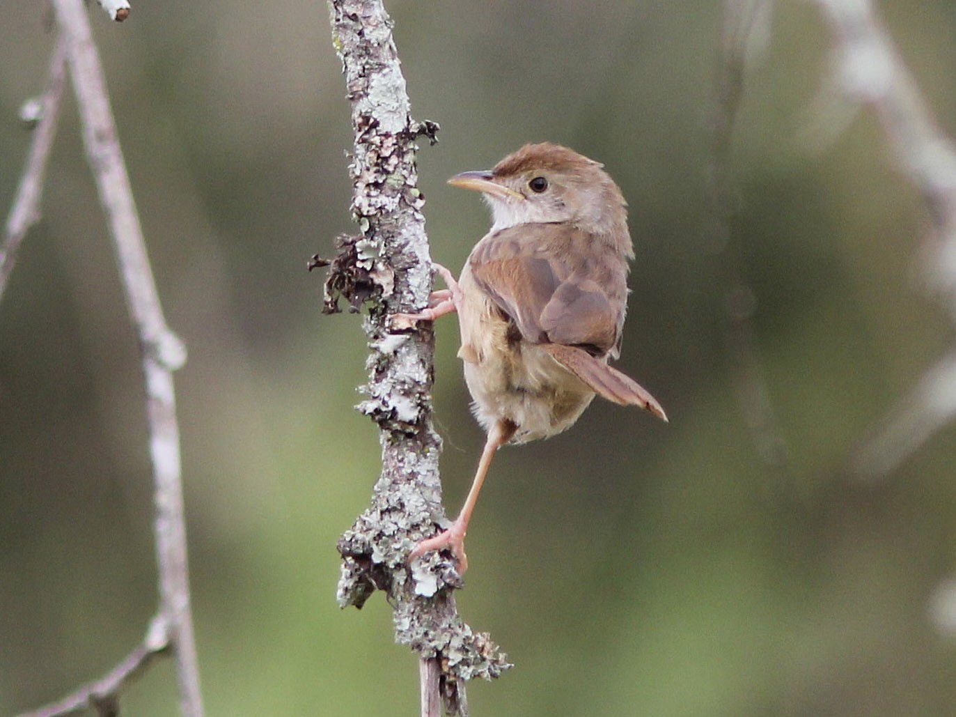 Trilling Cisticola - eBird