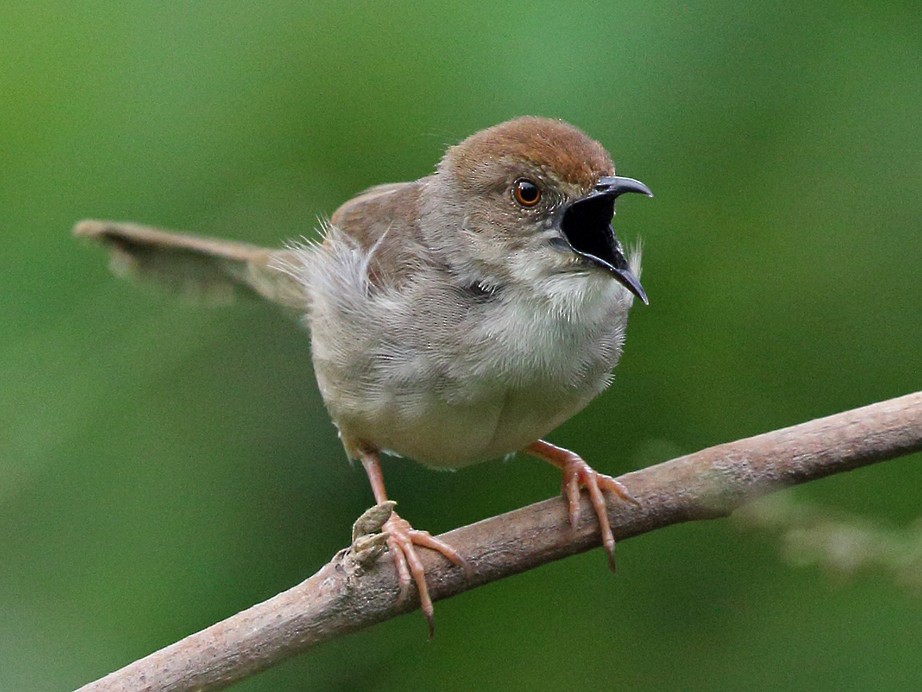 Trilling Cisticola - eBird