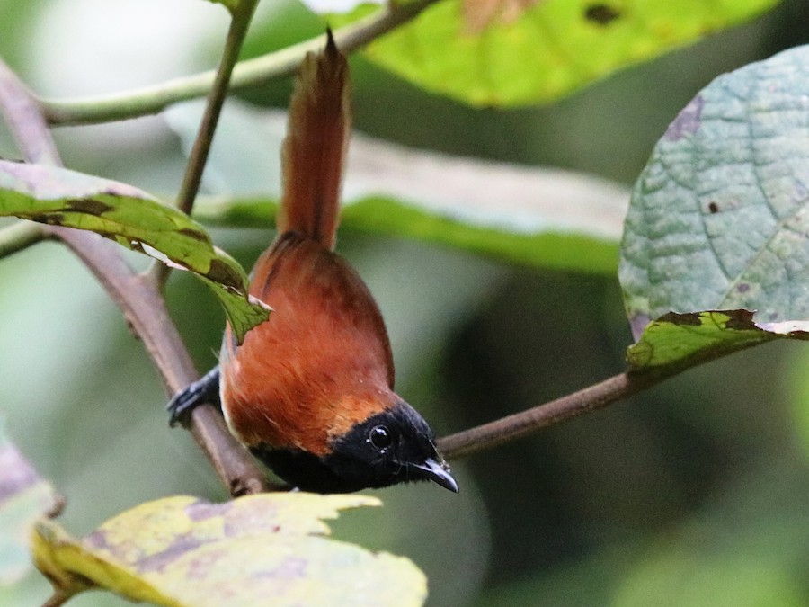 Black-faced Rufous-Warbler - eBird