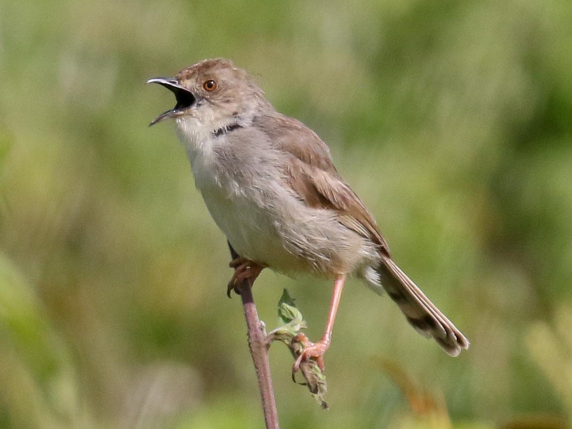 Trilling Cisticola - eBird