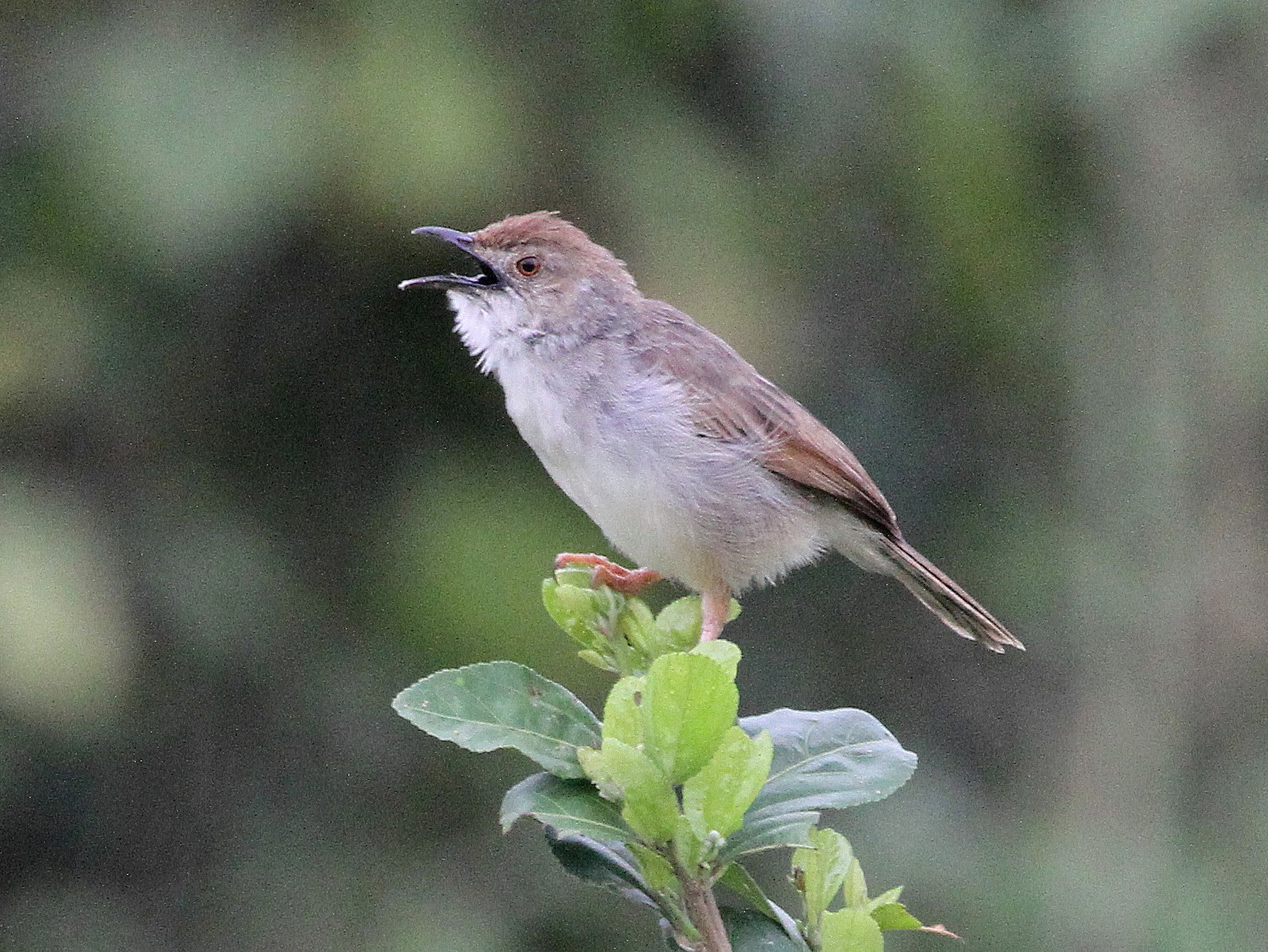 Trilling Cisticola - eBird