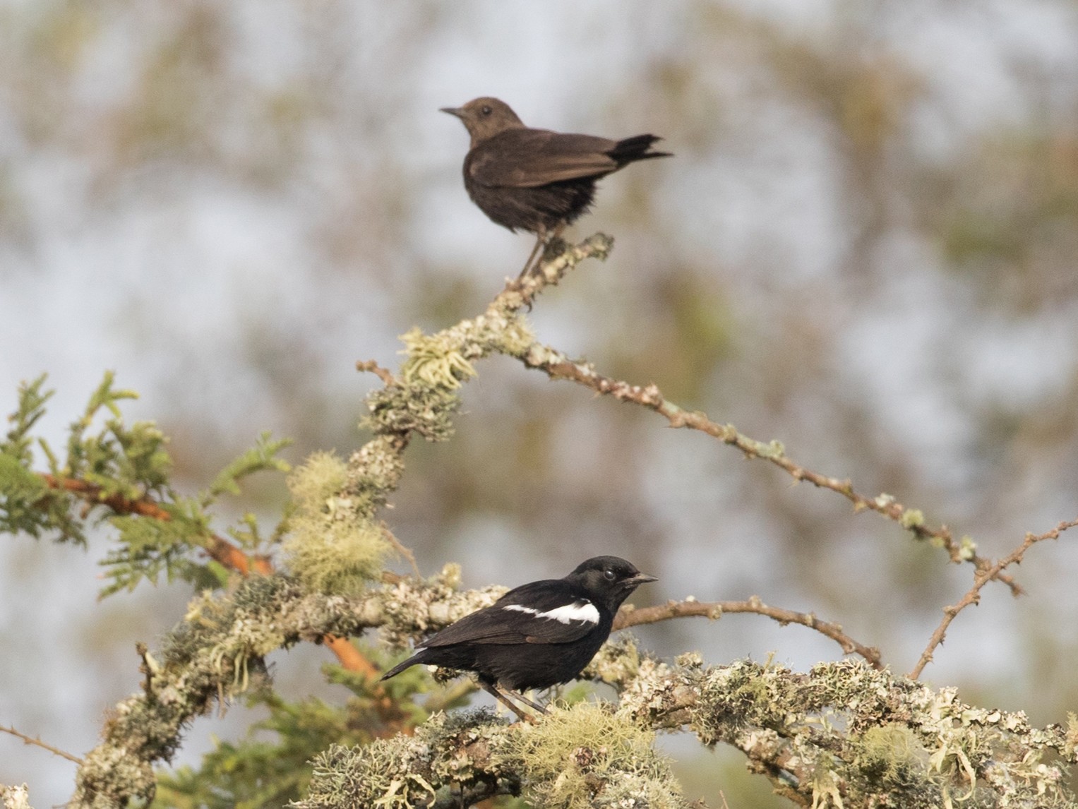 Sooty Chat - eBird