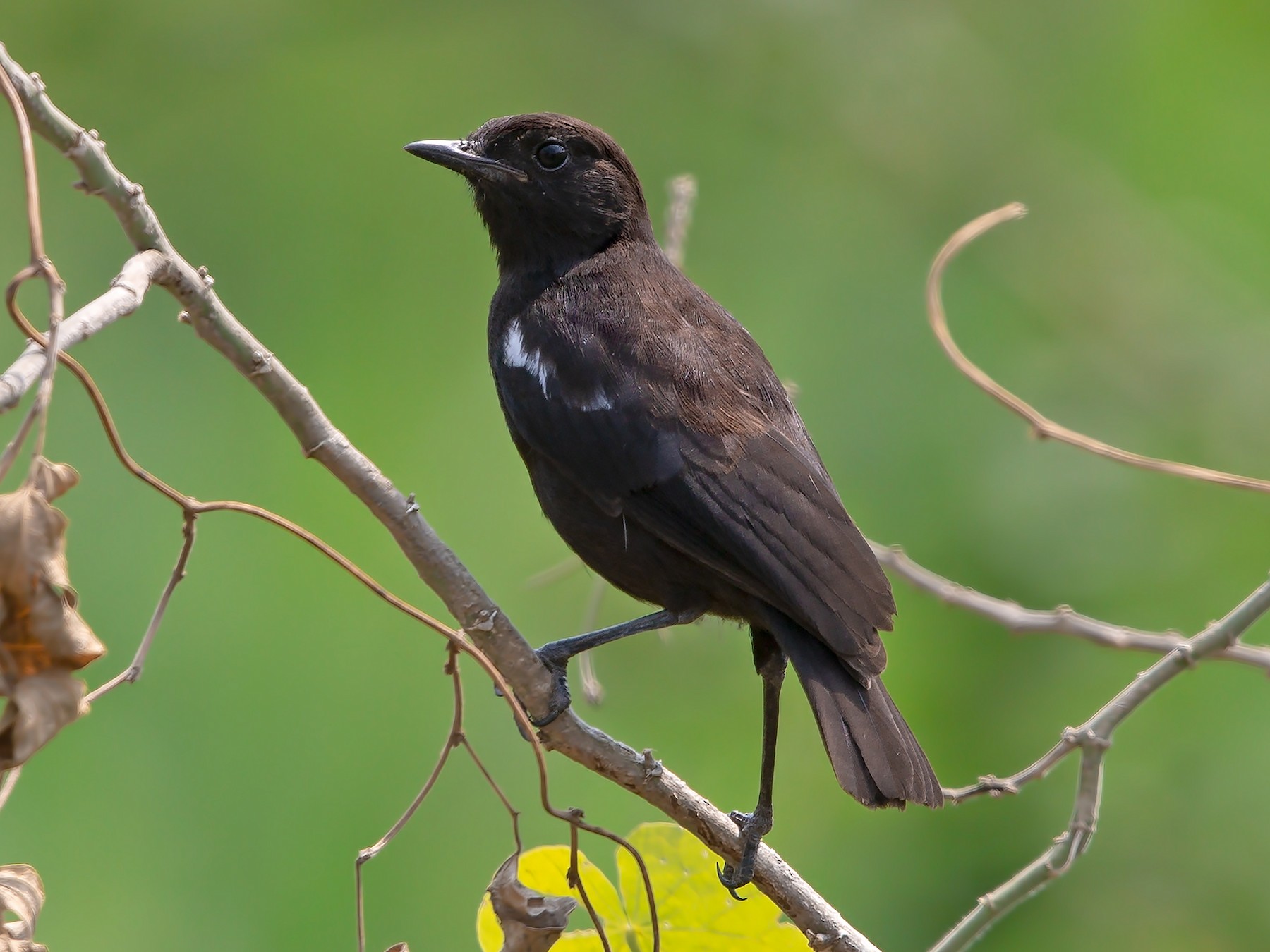 Sooty Chat - eBird