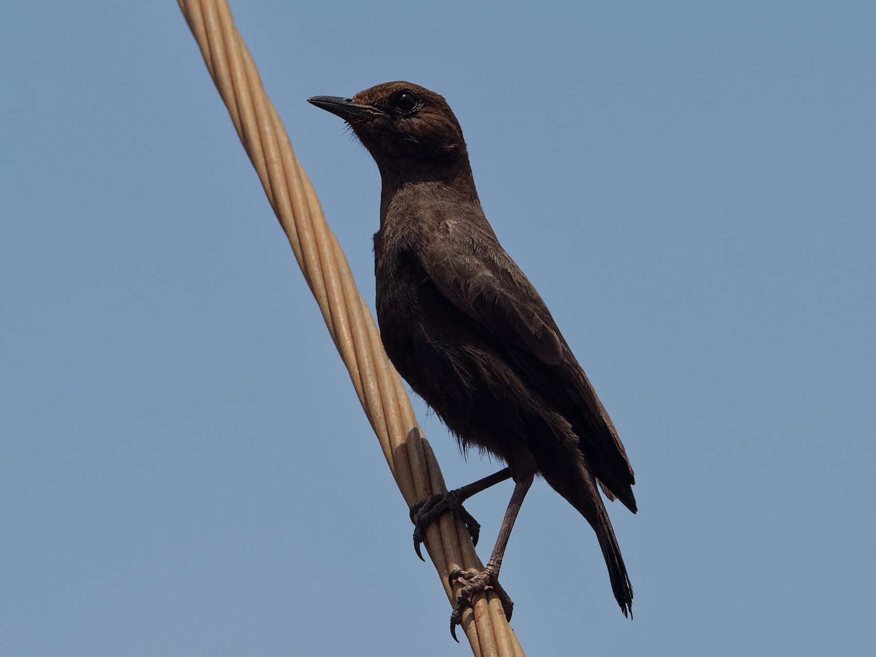 Sooty Chat - eBird
