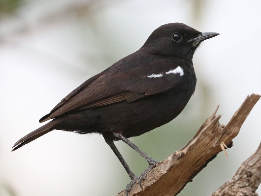Sooty Chat - eBird