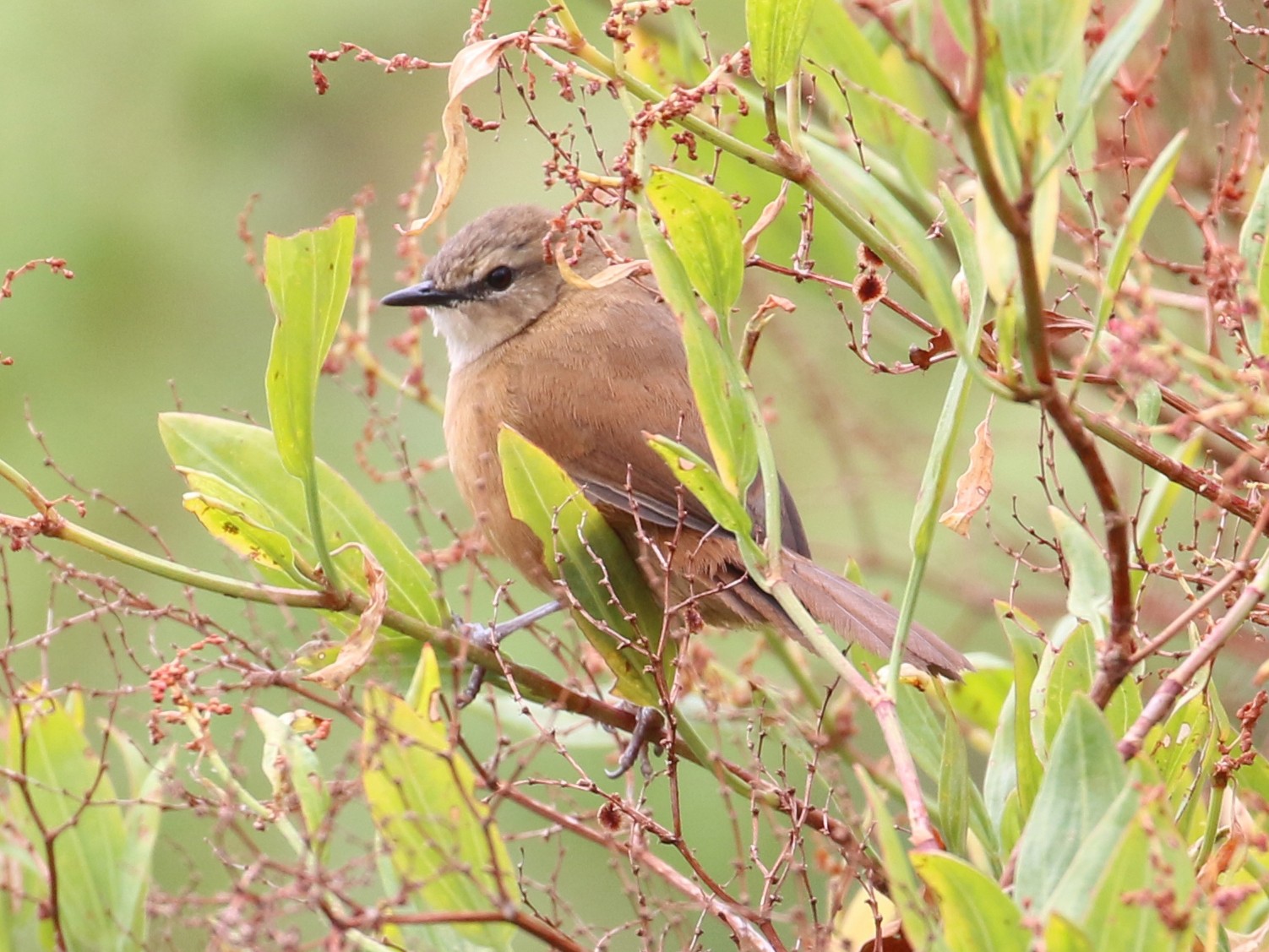 Cinnamon Bracken-Warbler - eBird