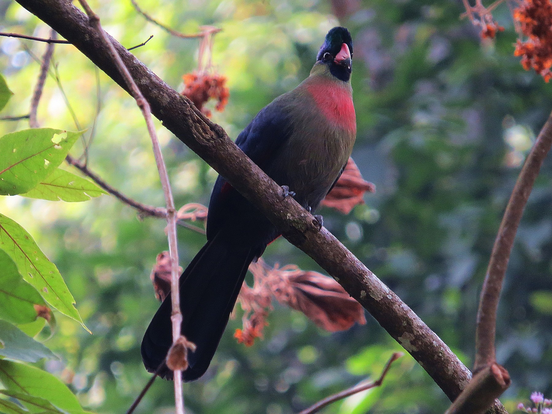 Rwenzori Turaco - eBird