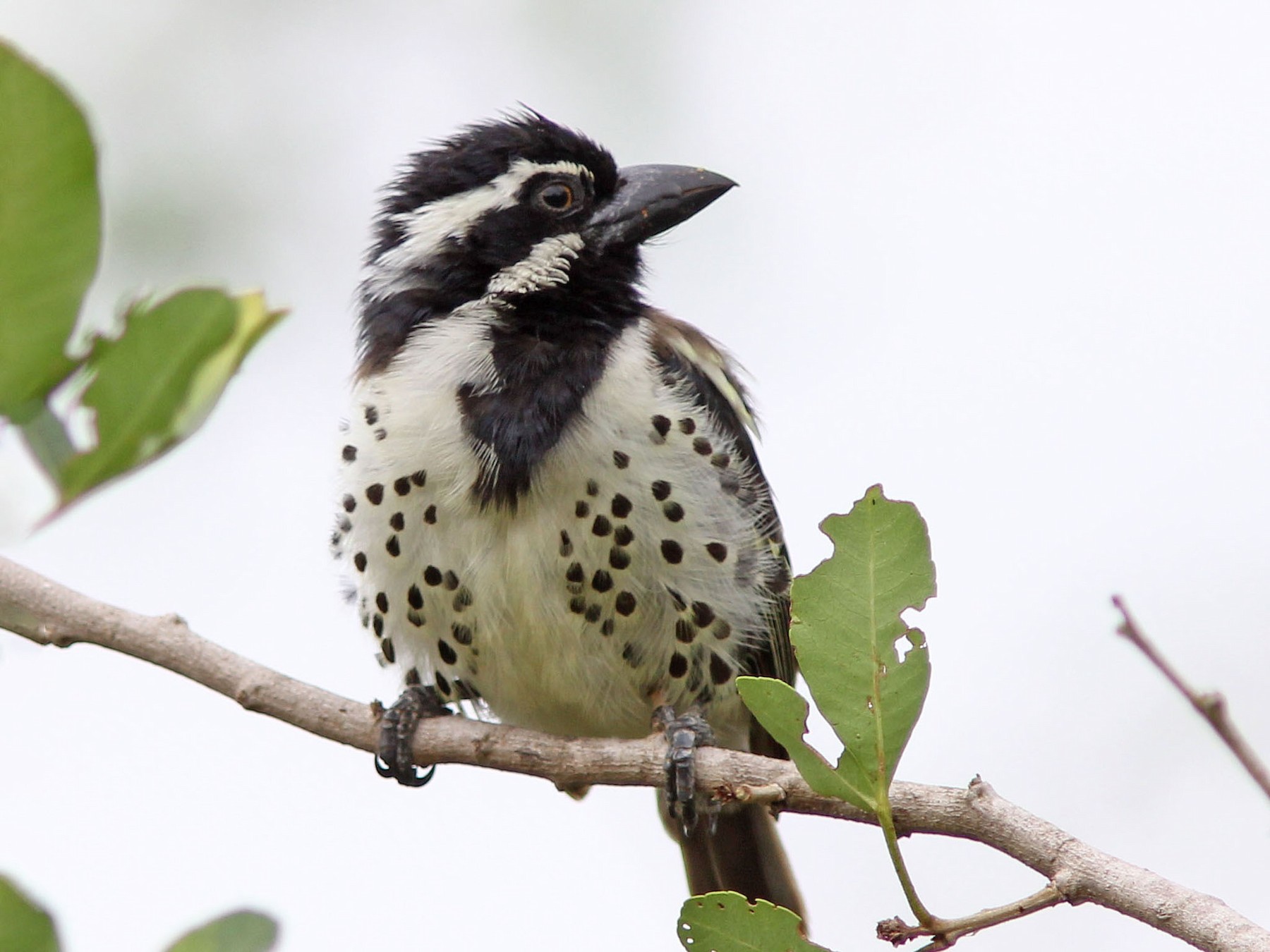 Spot-flanked Barbet - eBird