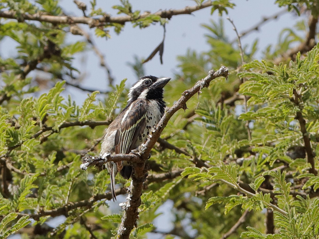 Spot-flanked Barbet - eBird