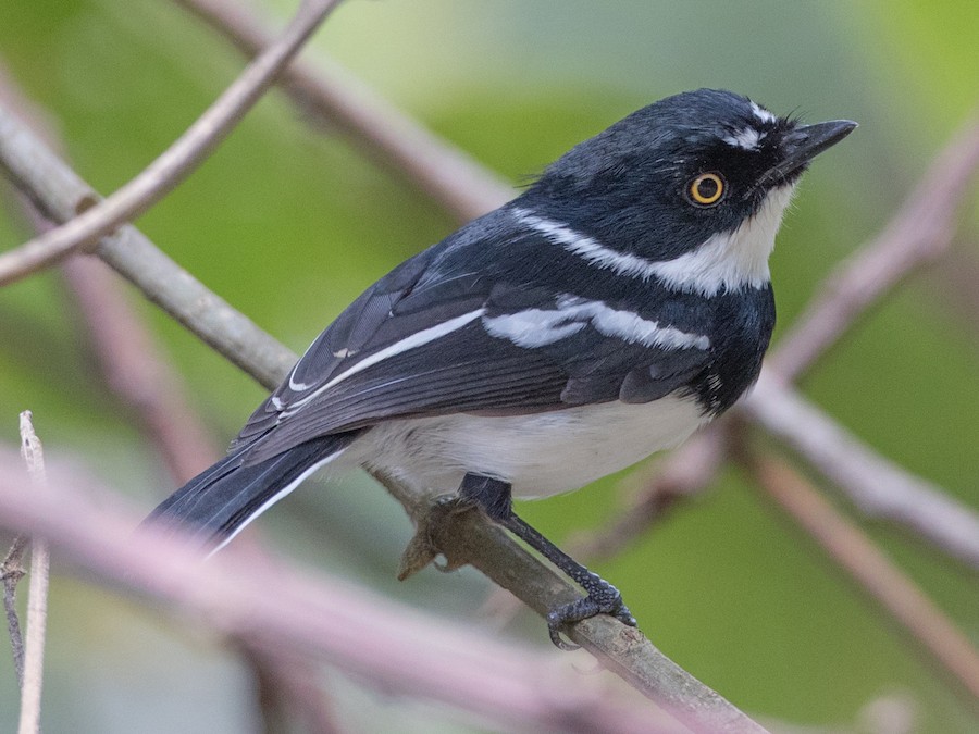 Batis del Ruwenzori - eBird