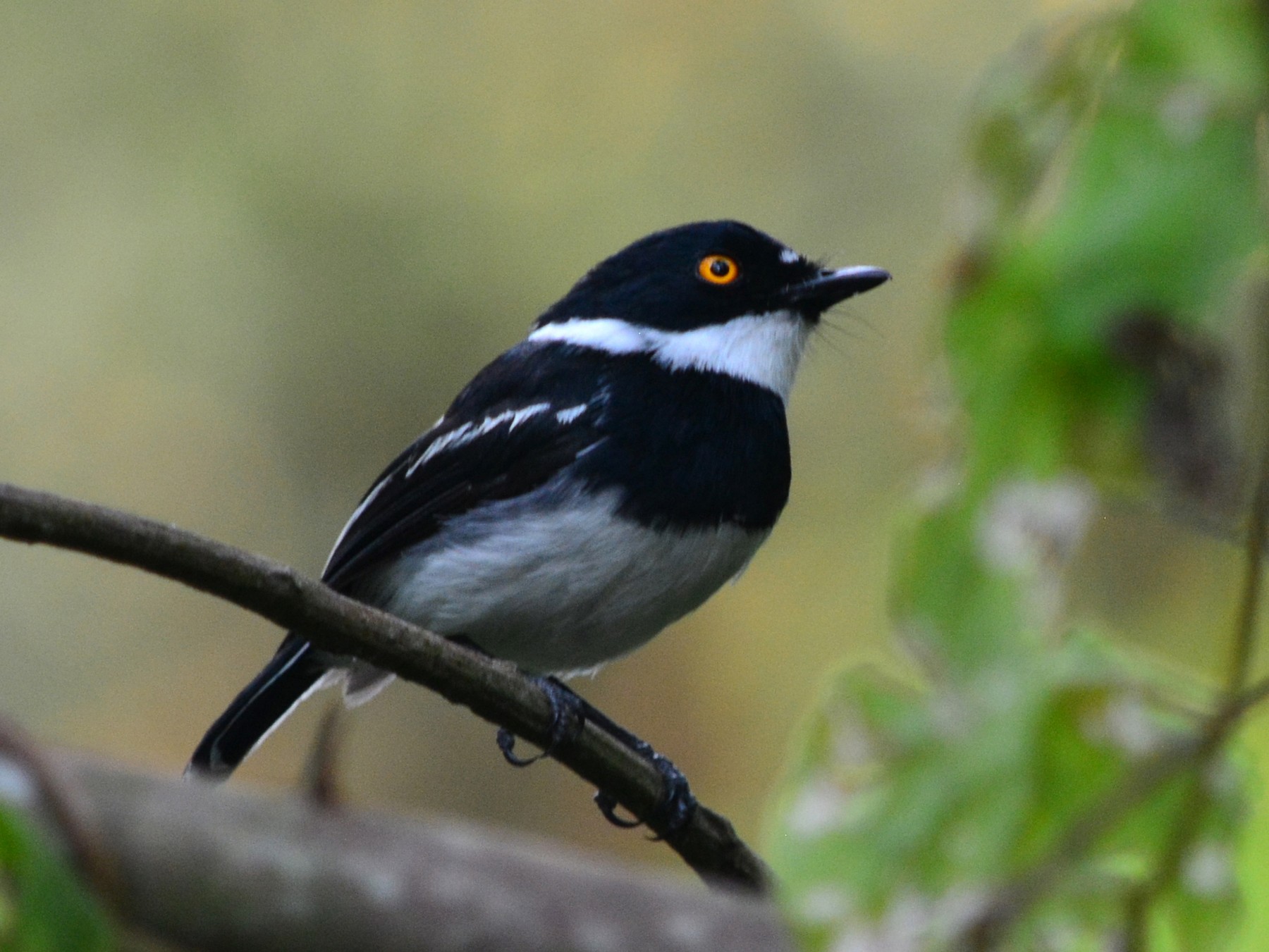 Rwenzori Batis - eBird