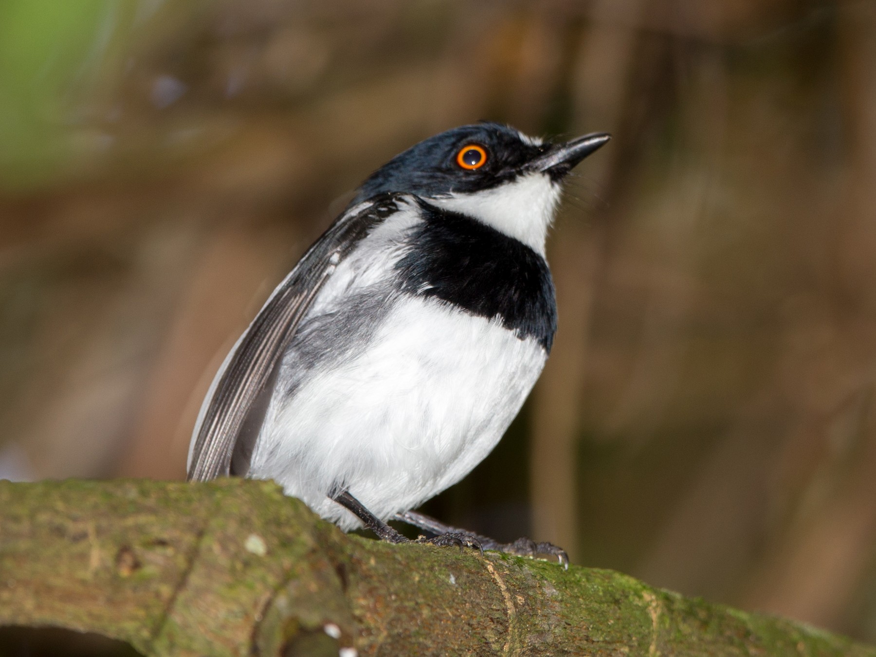 Rwenzori Batis - eBird