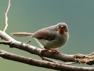 Chestnut-throated Apalis - eBird