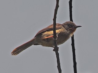 Chestnut-throated Apalis - eBird