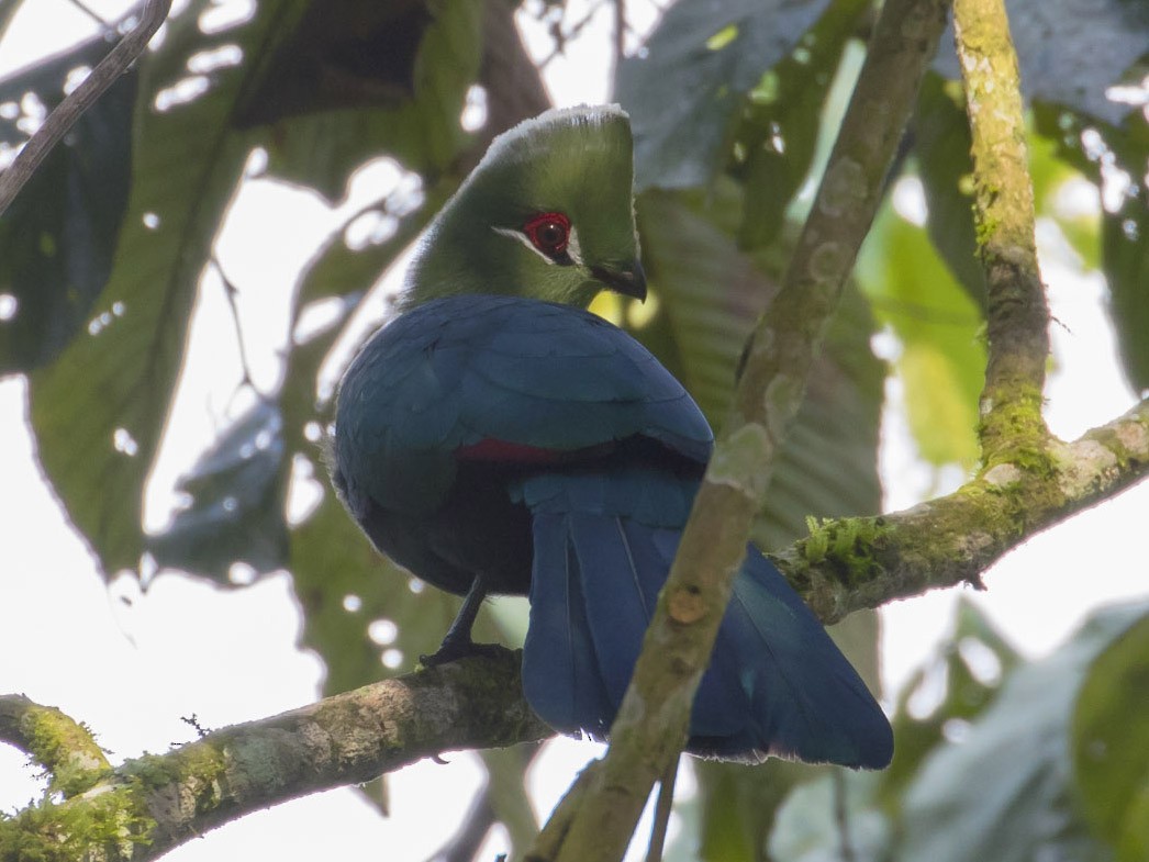 Black-billed Turaco - eBird