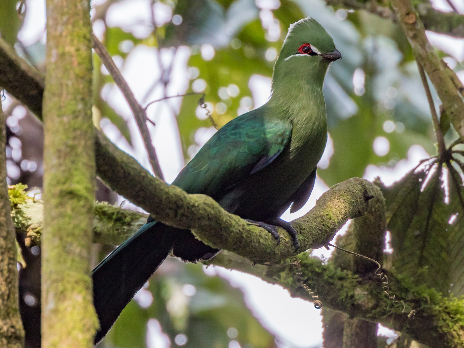 Black-billed Turaco - eBird